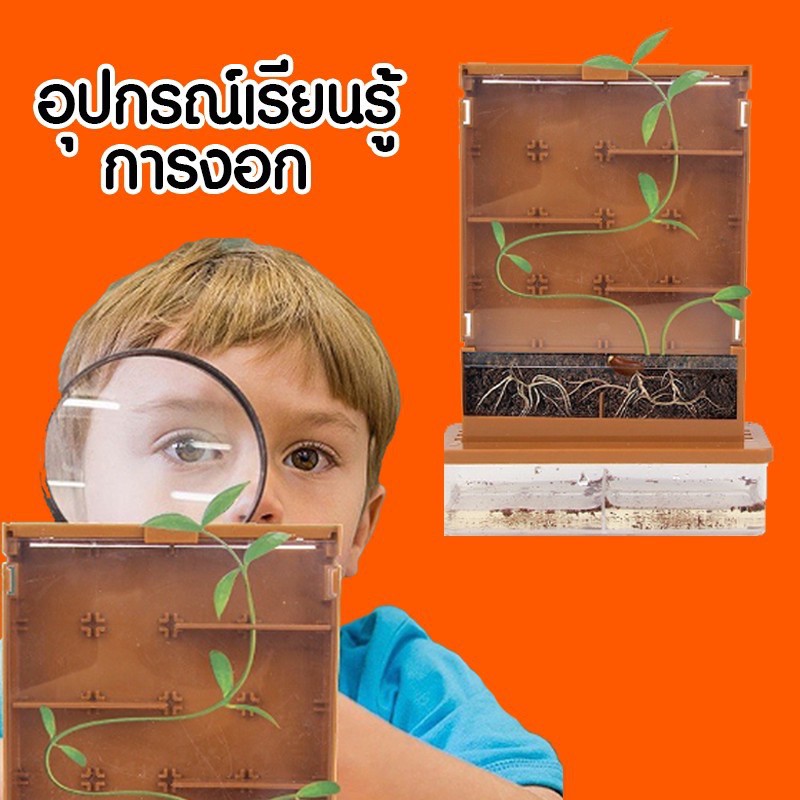 Diy learning science plant indoor Garden Grow A Maze | Shopee Thailand
