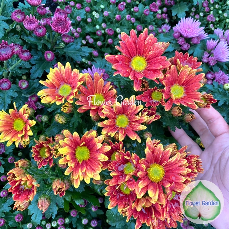 F339 ต้นเบญจมาศ ส่งติดดอก 6 นิ้ว มีหลายสีให้เลือก Shevanti ...