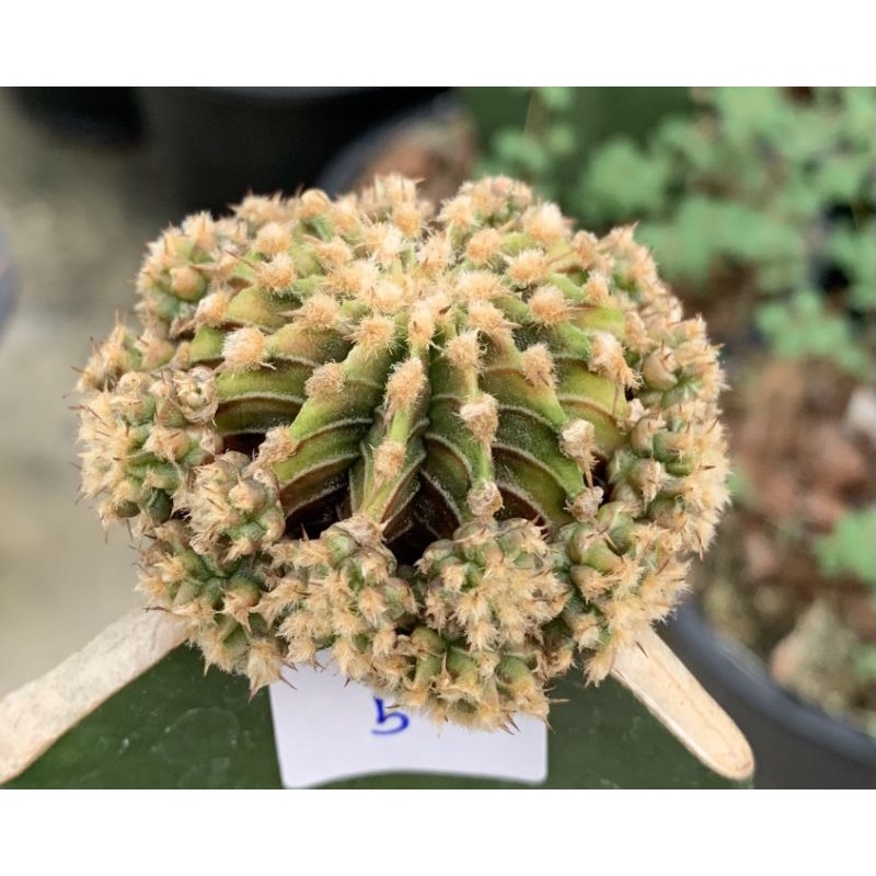 LB2178 แท้ด่าง 13 พู | Shopee Thailand