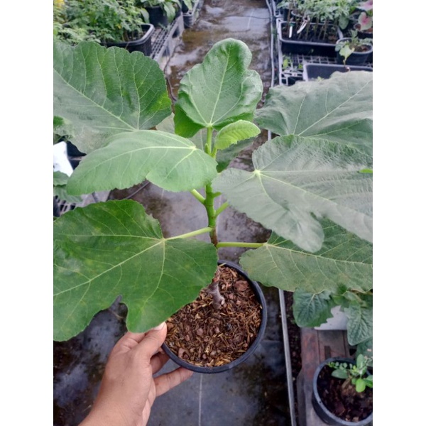 มะเดื่อฝรั่งลูกลายสวย BNR Fig (Bordissort Negra Rimada) เสียบตอป่า | Shopee Thailand
