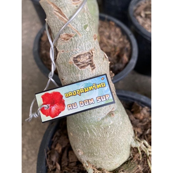 Enium Plant ที่จะเข้ามา (โฮมโฮมโฮม //// โฮมเบบี้ (หน้าแรก> สินค้า> บ้าน>> บ้าน> ผลิตภัณฑ์> บ้าน ...