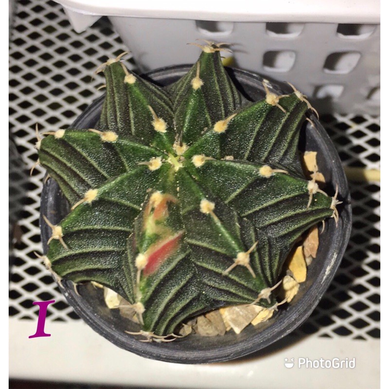 LB HB แคดตัส lb 2178 | Shopee Thailand