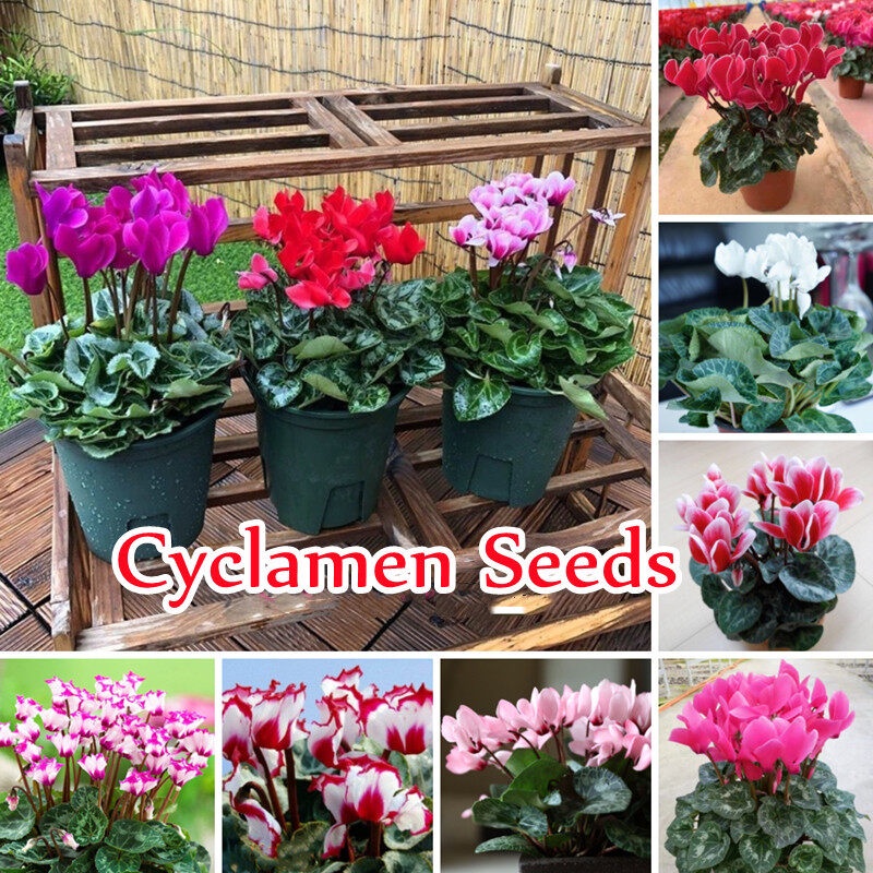 200PCS Mixed Colors Cyclamen Seeds Bonsai Potted Flower Seeds เมล็ด ...