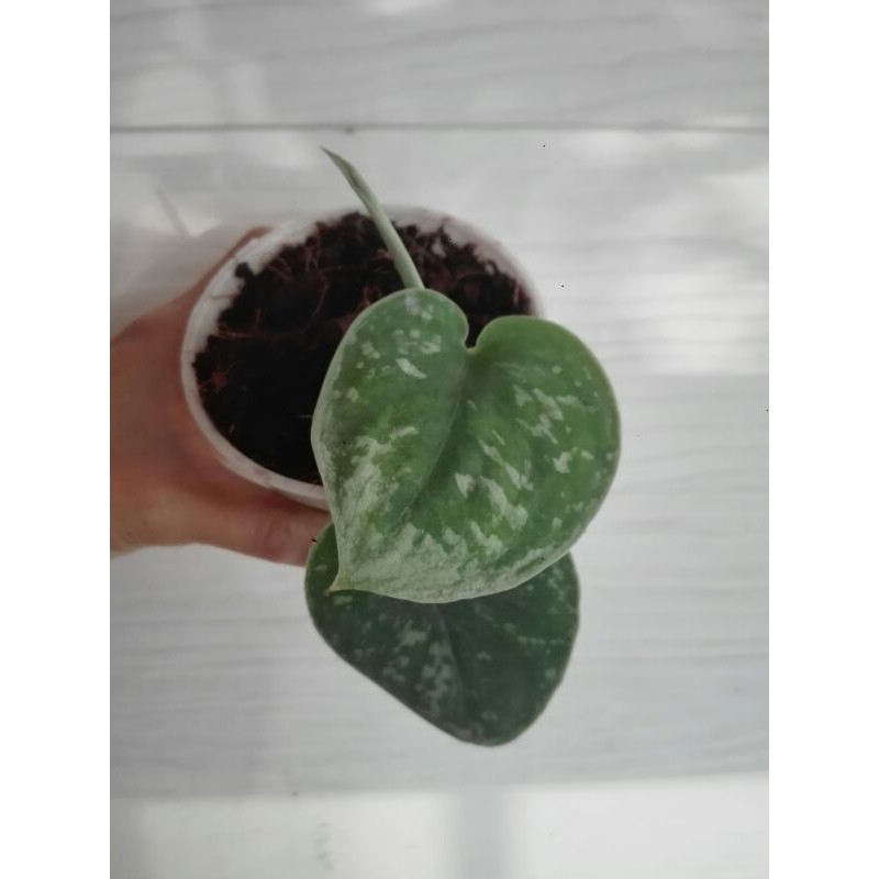 scindapsus silver ann พลูหัวใจแนบ | Shopee Thailand