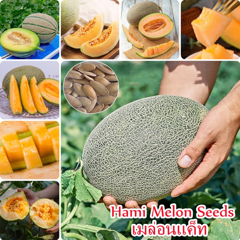 เมล่อนแค็ท Hami Melon Seeds（100 ชิ้น/ถุง）Fruit Seeds พันธุ์ไม้ผล เมล็ด ...