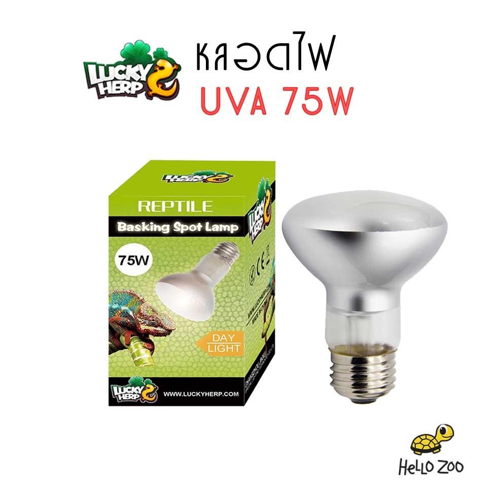 Lucky Herp หลอดไฟ UVA 75W สำหรับกกไฟกลางวัน (กล่องเขียว) | Shopee Thailand
