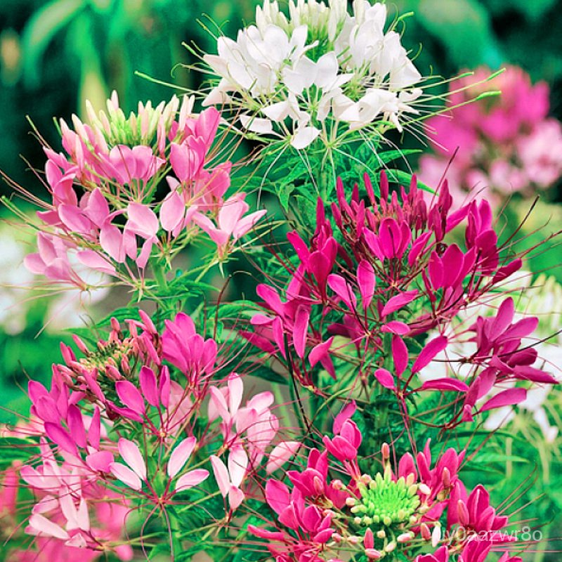 （การันตีอัตรางอก）เมล็ดพันธุ์ ผักเสี้ยนฝรั่งคละสี Mixed Cleome Spinosa ...