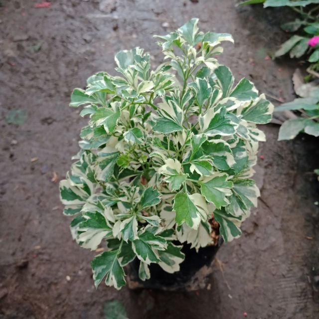 F80 ต้นเล็บครุฑด่างแคระ Arelia Miniature White - Aralia Plant #ต้นไม้ ...