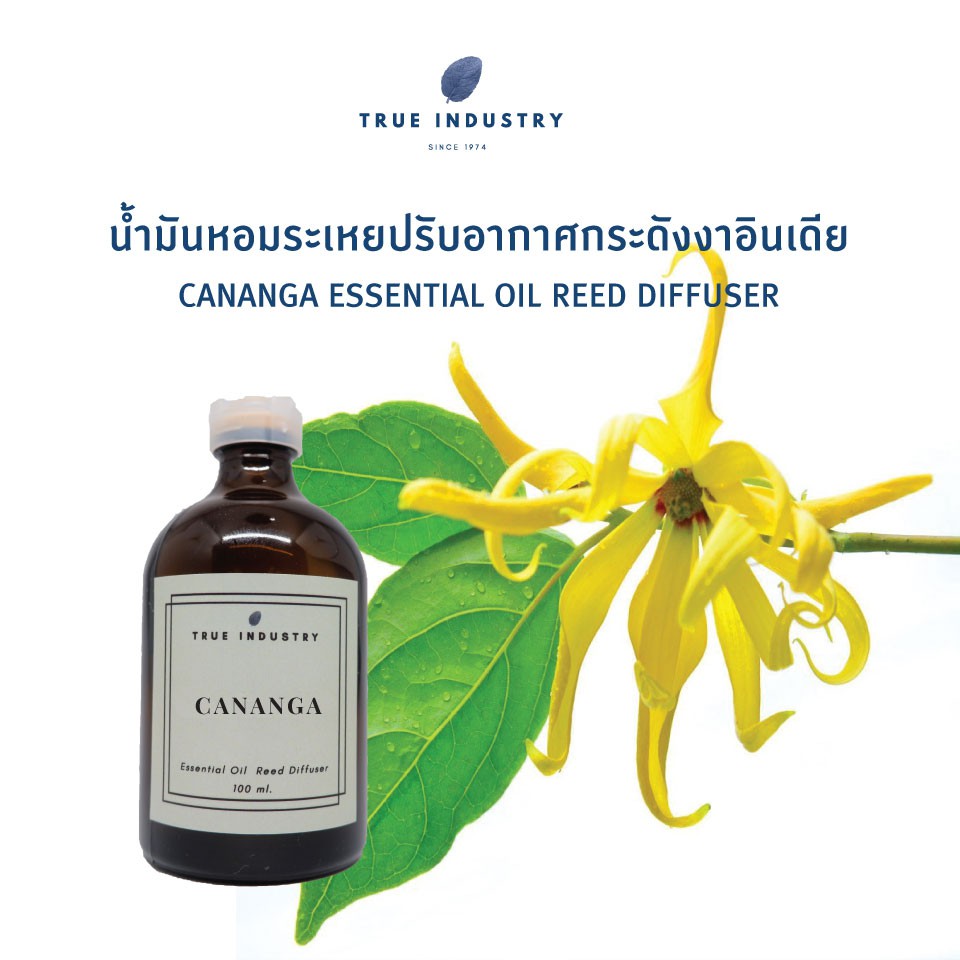 น้ำมันหอมระเหยกระดังงาอินเดีย สำหรับปรับอากาศ (Cananga Essential Oil ...