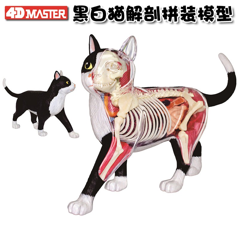 4D Master black and white cat anatomy visceral skeleton group assembly ...