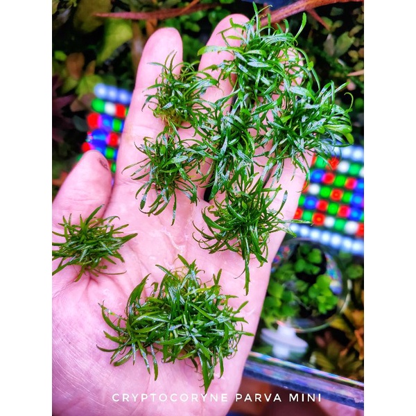 cryptocoryne parva mini ลิ้งนี้คือใบน้ำ 💯% ย้ำไม่ใช่ใบบก ครับ | Shopee ...