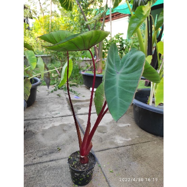 Colocasia|Black runner|แบล็คเมจิกกลาย|Colocasia aloha อโลฮ่า|ฮาวายเอี้ย ...