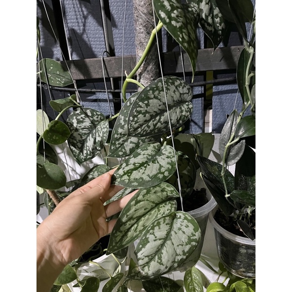 ต้นพลูหัวใจแนบ ซิลเวอร์ควีน Scindapsus silver queen | Shopee Thailand