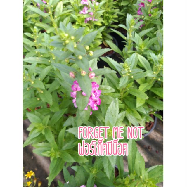 ฟอร์เก็ตมีน็อต forget me not ต้นไม้ประดับ | Shopee Thailand