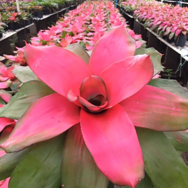 ต้นสับประรดสี สายพันธุ์ Neo Pink Debbie #สับประรดสี#bromeliad# ต้นไม้ ...