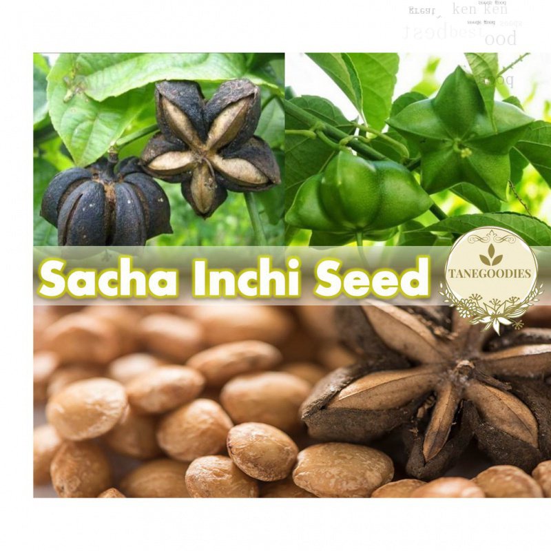 10pcs Seed Sacha Inchi Biji Benih Plukenetia Volubilis Inca ผลไม้ Bito ...