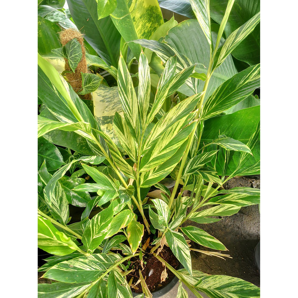 Variegated Shell Ginger ต้นข่าด่าง | Shopee Thailand
