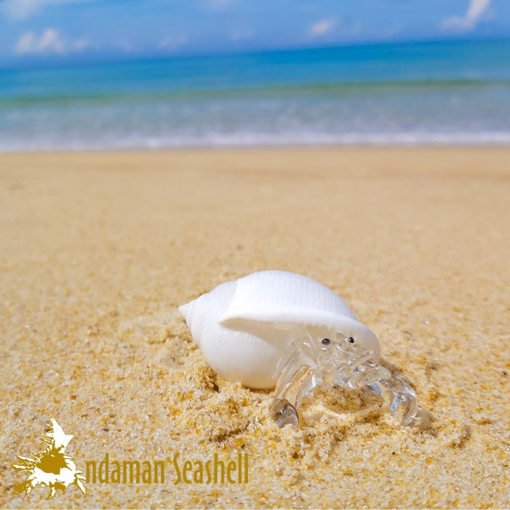 Andaman seashell แก้วเป่าติดเปลือกหอย รูปปูเสฉวน ติดเปลือกหอย 86 ...