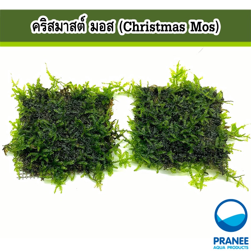 คริสมาสต์ มอส (Christmas Mos) พันตะแกรงสเตนเลสต้นไม้น้ำ ต้นไม้น้ำตกแต่ง ...