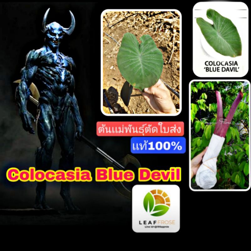 เเท้100% Colocasia Blue devil ต้นเเม่พันธุ์ ตัดใบส่ง บอนจอมมารบลู เป็น ...