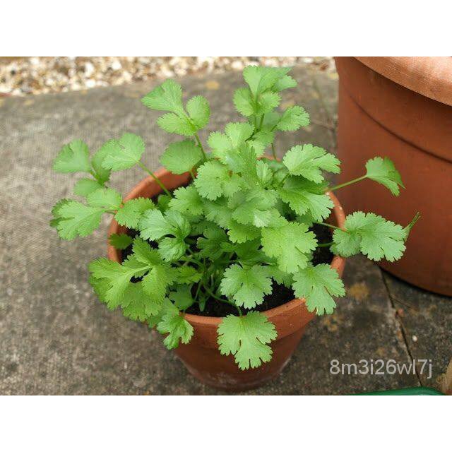 อินทรีย์ ต้น ดอก/เมล็ดพันธุ์ผักชีไทย แพ็กล่ะ 50-100 เมล็ด 3แถม1 HJNN ...