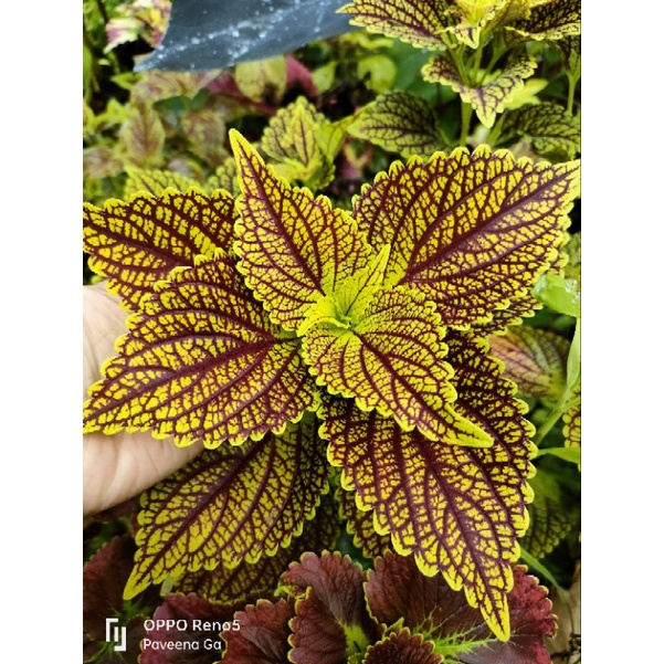 coleus coleosaurus พันธุ์นำเข้า | Shopee Thailand