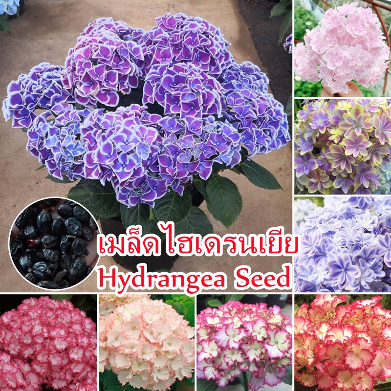 Mixed Varieties Hydrangea Seeds (50ชิ้น/ถุง) Potted Flowers Seeds เมล็ด ...