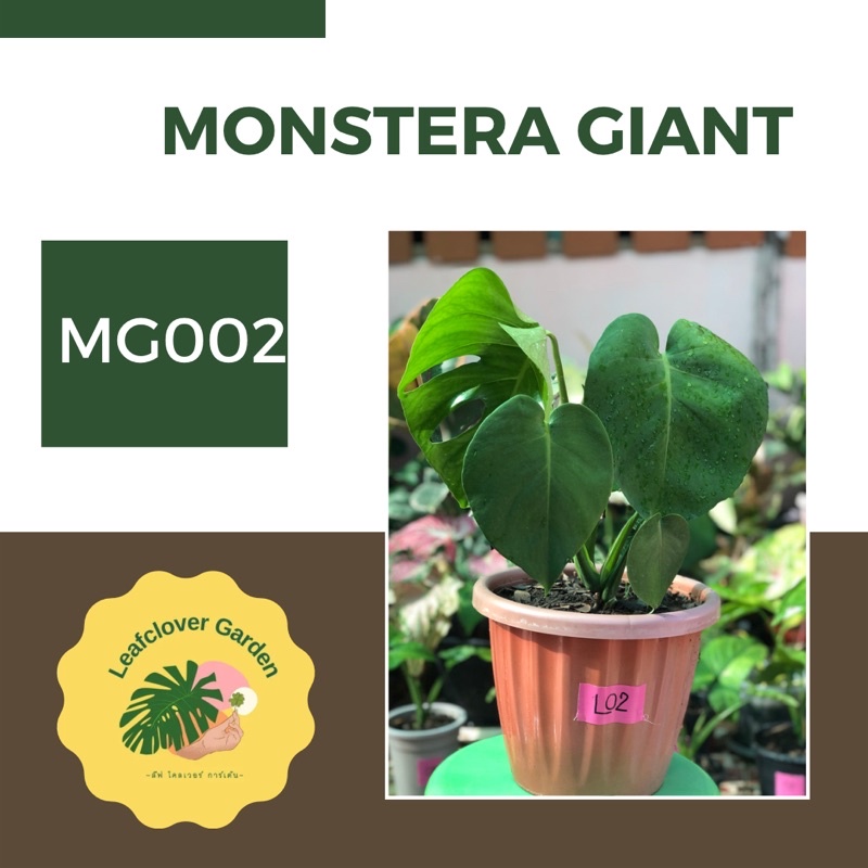 🪴Monstera Deliciosa Monstera Giant 🪴 | Shopee Thailand