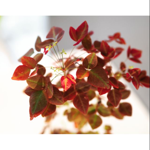 โพธิ์แดงแคระOxalis Rubra (Fire fern) | Shopee Thailand