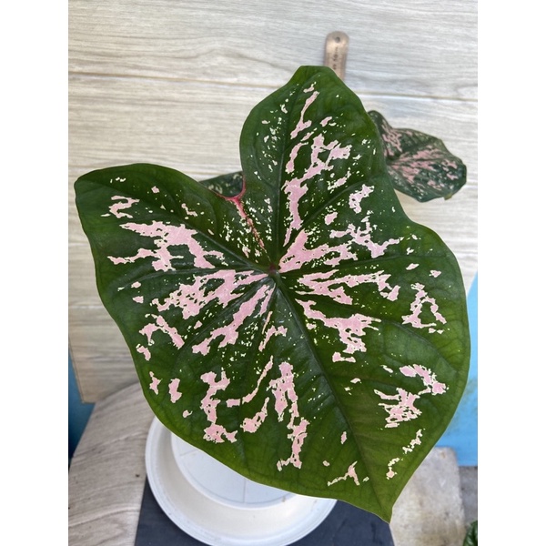 Caladium Elise กระถาง 5นิ้ว | Shopee Thailand
