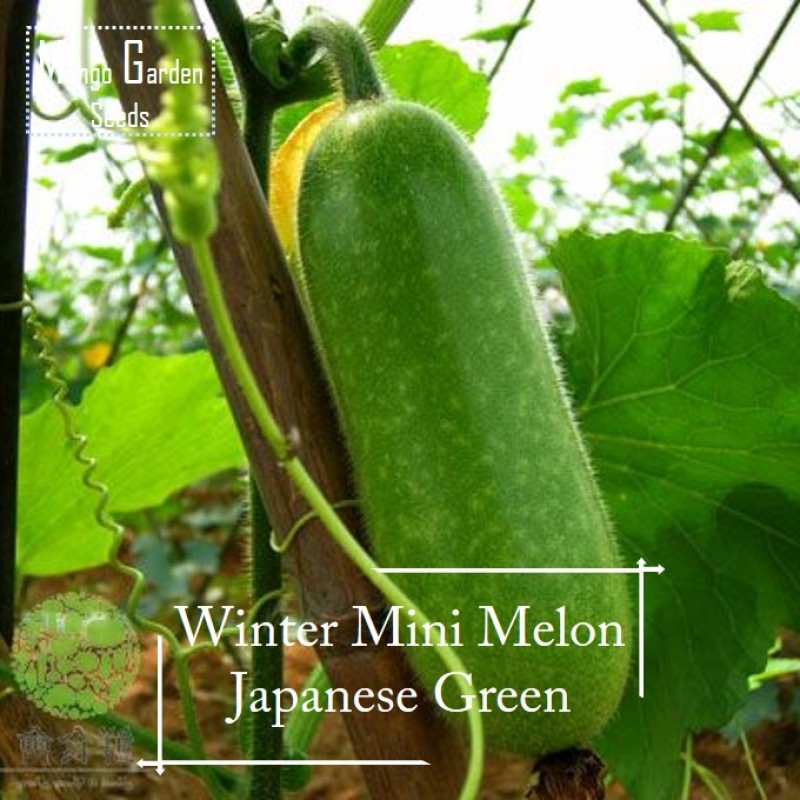 Japanese Mini Winter Melon Seeds 30 เมล็ด บอนไซ เมล็ดพันธุ์ผัก ผัก ...