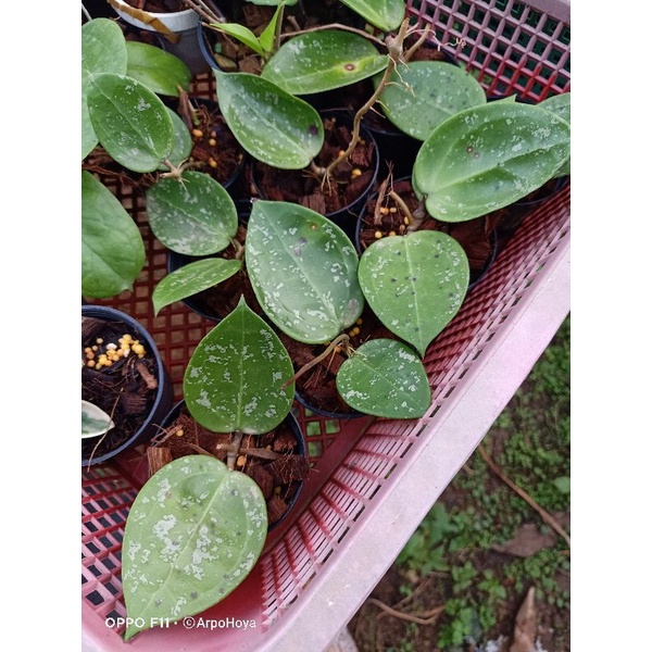 กิ่งโฮย่า ตัดสด อัพเดท 13/10/66 Hoya carnosa freckles splash australis patricia | Shopee Thailand