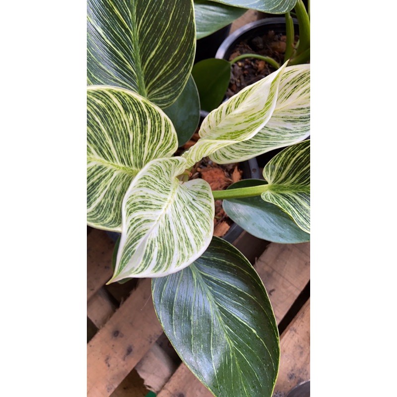 ฟิโลเดนดรอนเบอร์กิ้น หรือ Philodendron birkin ไม้ฟอกอากาศ ไม้ประดับ ...