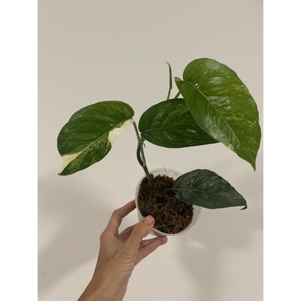 epinum albo variegated (อิพิด่างขาว) | Shopee Thailand