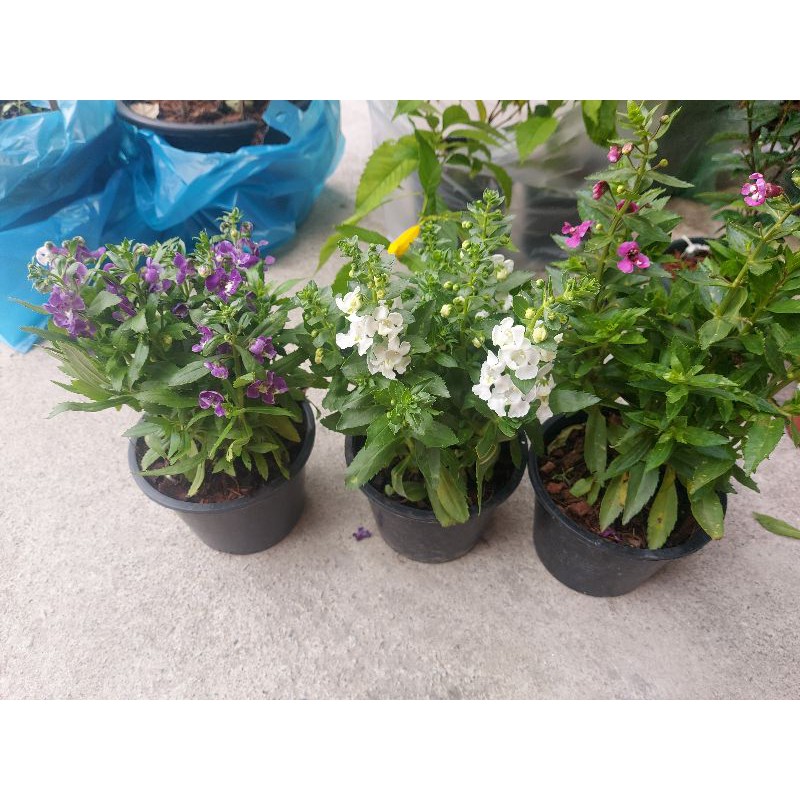 ดอกฟอร์เก็ตมีนอต (Forget Me Not) | Shopee Thailand