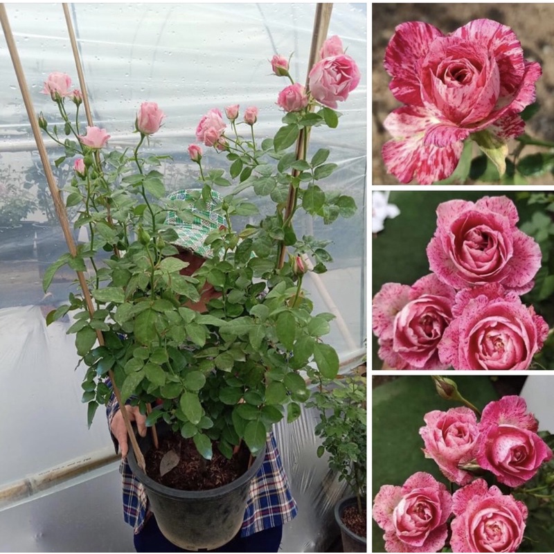 Lady candle rose. ฟอร์มอลัฃกาล สาวญี่ปุ่น กลิ่นหอม ดอกลายขาวแดง ดอกดก ...