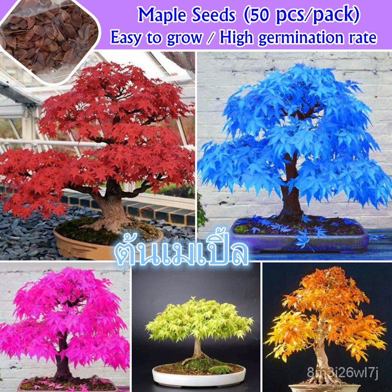 อินทรีย์ ต้น ดอก/50PCS Mix Maple Tree Seed ต้นเมเปิ้ล เมล็ดเมเปิ้ล ...
