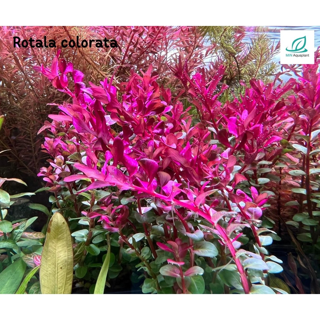 Rotala colorata (โรทาล่าโคโรลาต้า)ใบน้ำ 15 กิ่ง 100 ไม้ข้อสำหรับปลูก ...