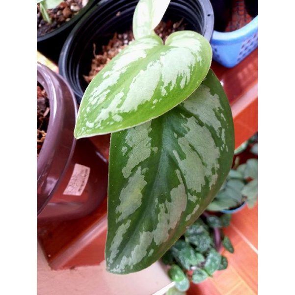 Scindapsus sp silver princess สายพันธุ์อินโด ไม้แรร์ สวยและน่าสะสม ...