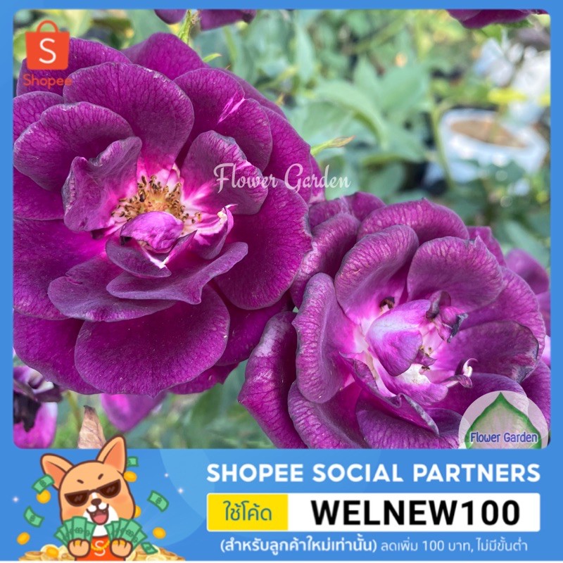 Flower Garden F493 กุหลาบ Midnight Blue (มิดไนท์ บลู) ดอกสีม่วง (ติดดอก) ขนาดถุงใหญ่ | Shopee ...
