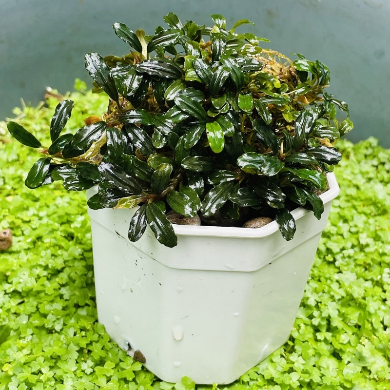 mini phantom มีใบน้ำ ต้นไม้น้ำ ฟอร์มสวย buce bucep bucephalandra ...