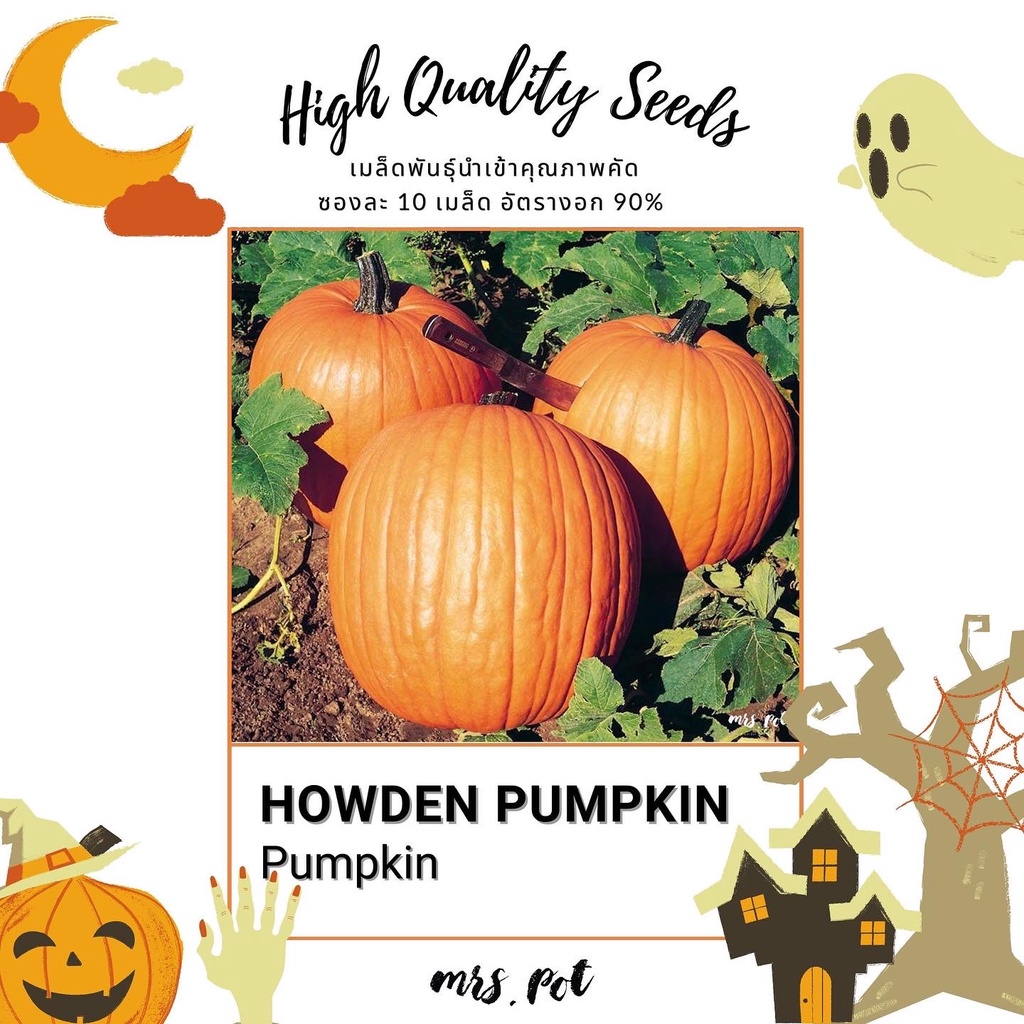 เมล็ดฟักทองนำเข้า สายพันธุ์ Howden Pumpkin | Shopee Thailand