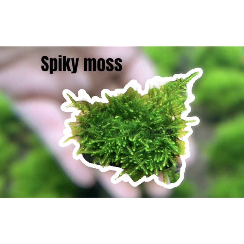 มอส สไปกี้ Spiky moss | Shopee Thailand