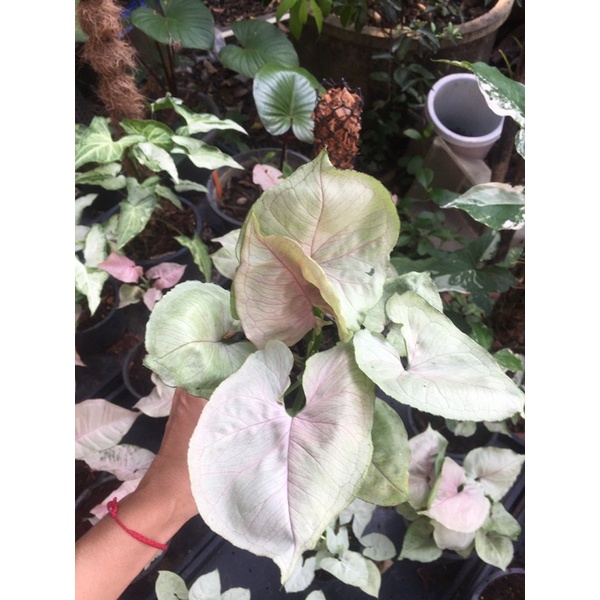 Syngonium Bold Allusion ออมเงินชมพูด่าง | Shopee Thailand