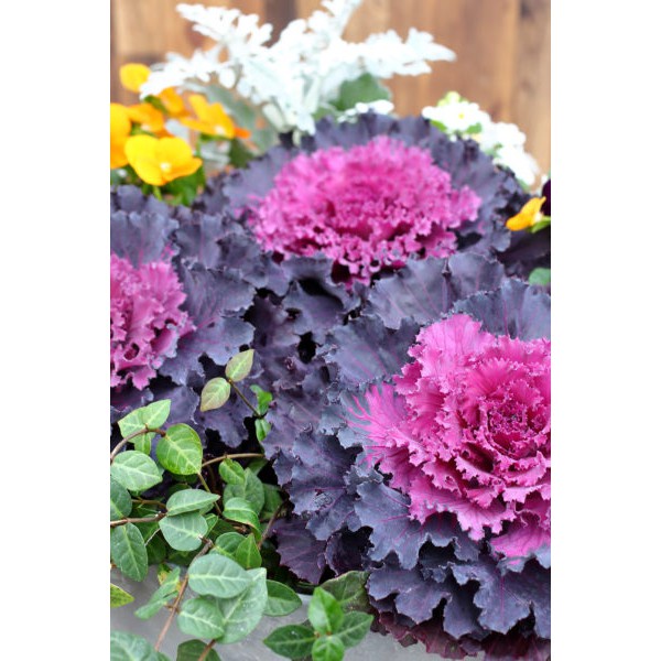 10 เมล็ด กะหล่ำประดับโอซาก้าสีแดง - Red Osaka Ornamental Cabbage (แกนสี ...