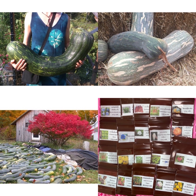 เมล็ดพันธุ์ ฟักทอง เนเปิลยาว (Long of Naples Squash Seed) บรรจุ 3 เมล็ด ...