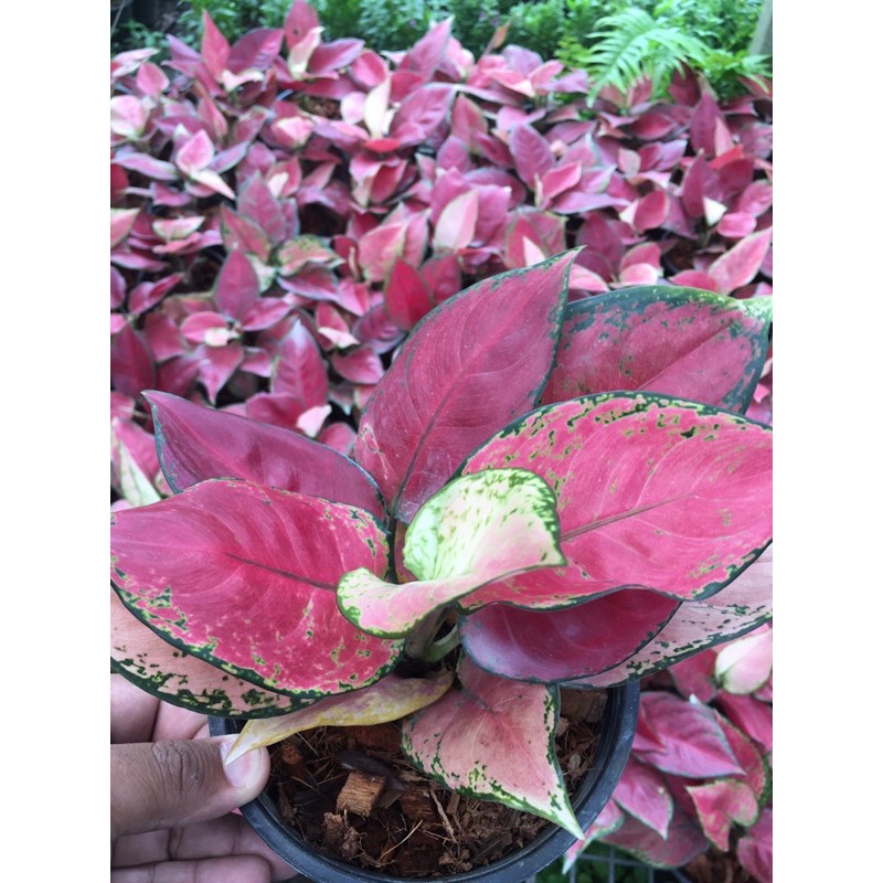 ซุปเปอร์เรด Super red | Shopee Thailand