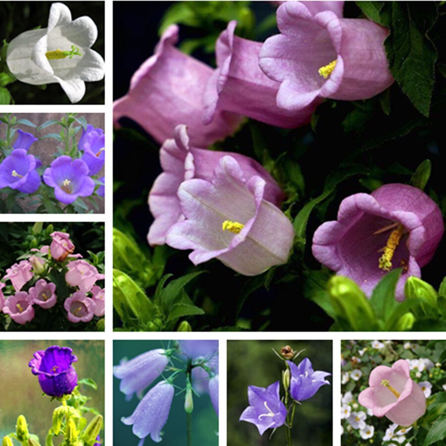 Mix Bellflower seeds เมล็ดพันธุ์คุณภาพสูง 200 สามารถปลูกได้ทั่วประเทศ ...