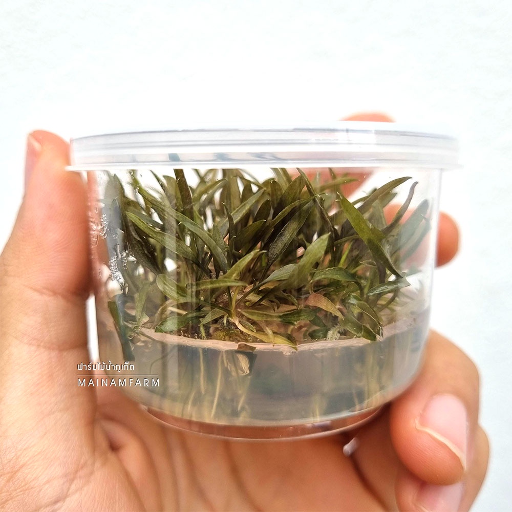 คริปมิโอย่า (เนื้อเยื้อ) CRYPTOCORYNE MIOYA (Tissue culture) | Shopee ...