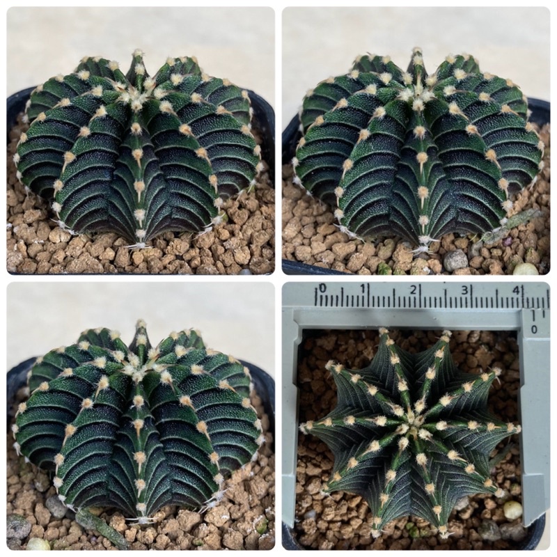 LB2178 บั้งสวยชัด 10 พู ขนาด 4.2 cm | Shopee Thailand